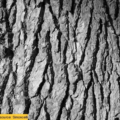 Examples Of Texture In Photography