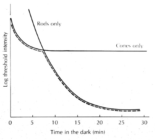 Perception Lecture Notes: The Retina